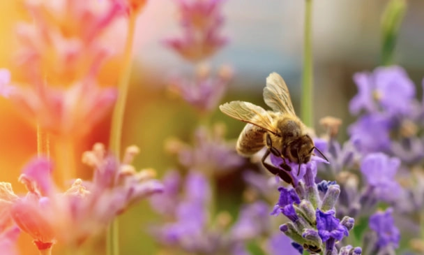 Bees - BOGI Bundaberg Organic Gardeners Inc